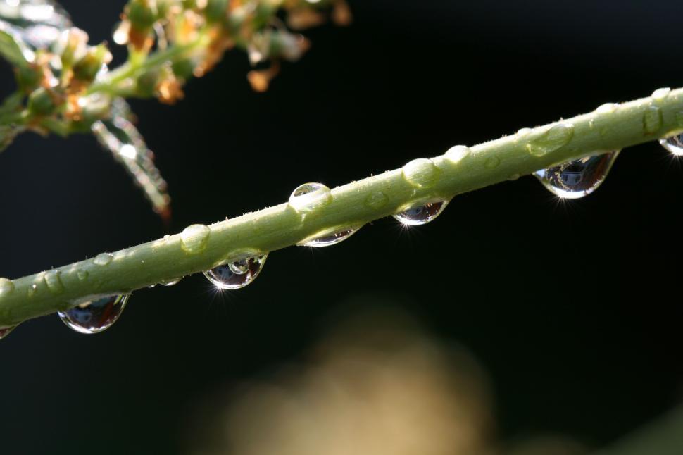 Free Stock Photo of Rain droplets sparkling on a green stem in sunlight ...