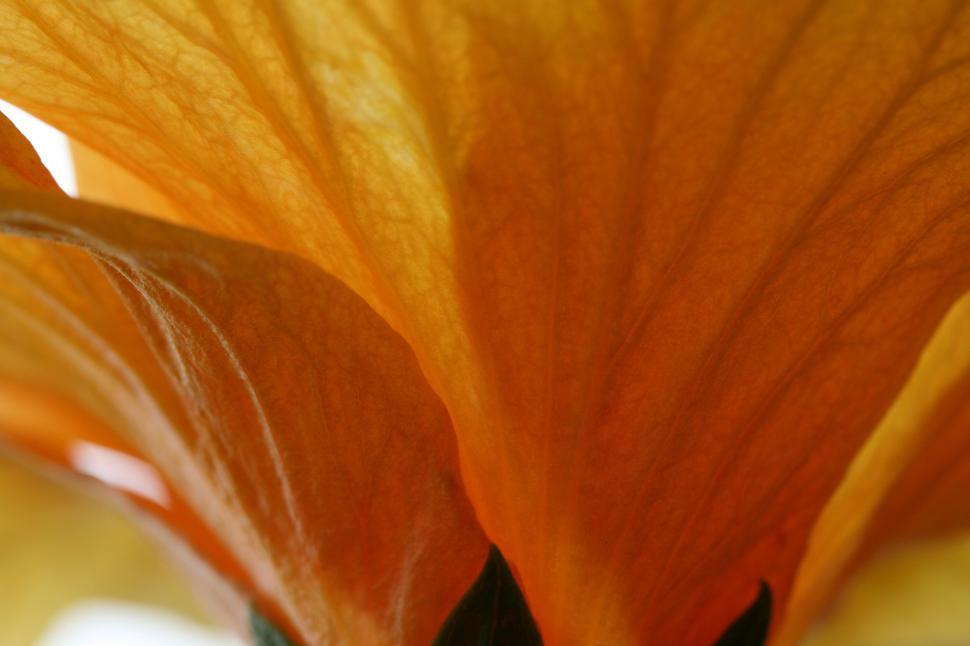 Free Stock Photo of Close-up of an orange flower petal showing vein ...