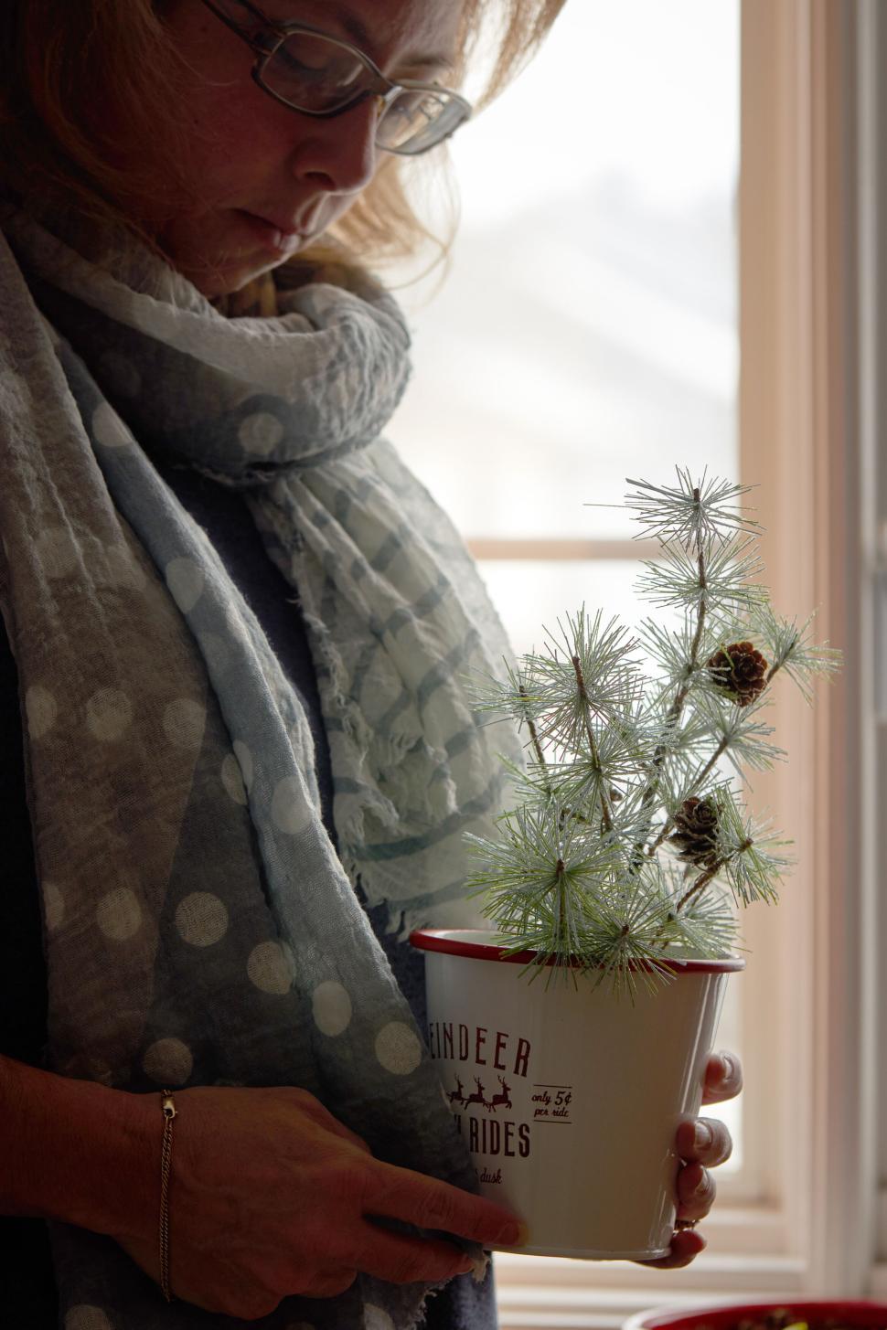 Free Stock Photo of Person holding small potted pine tree decorated ...