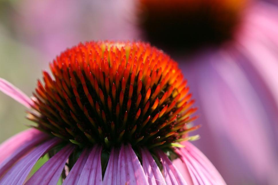 Free Stock Photo of Close-up of vibrant flower cone at peak bloom stage ...