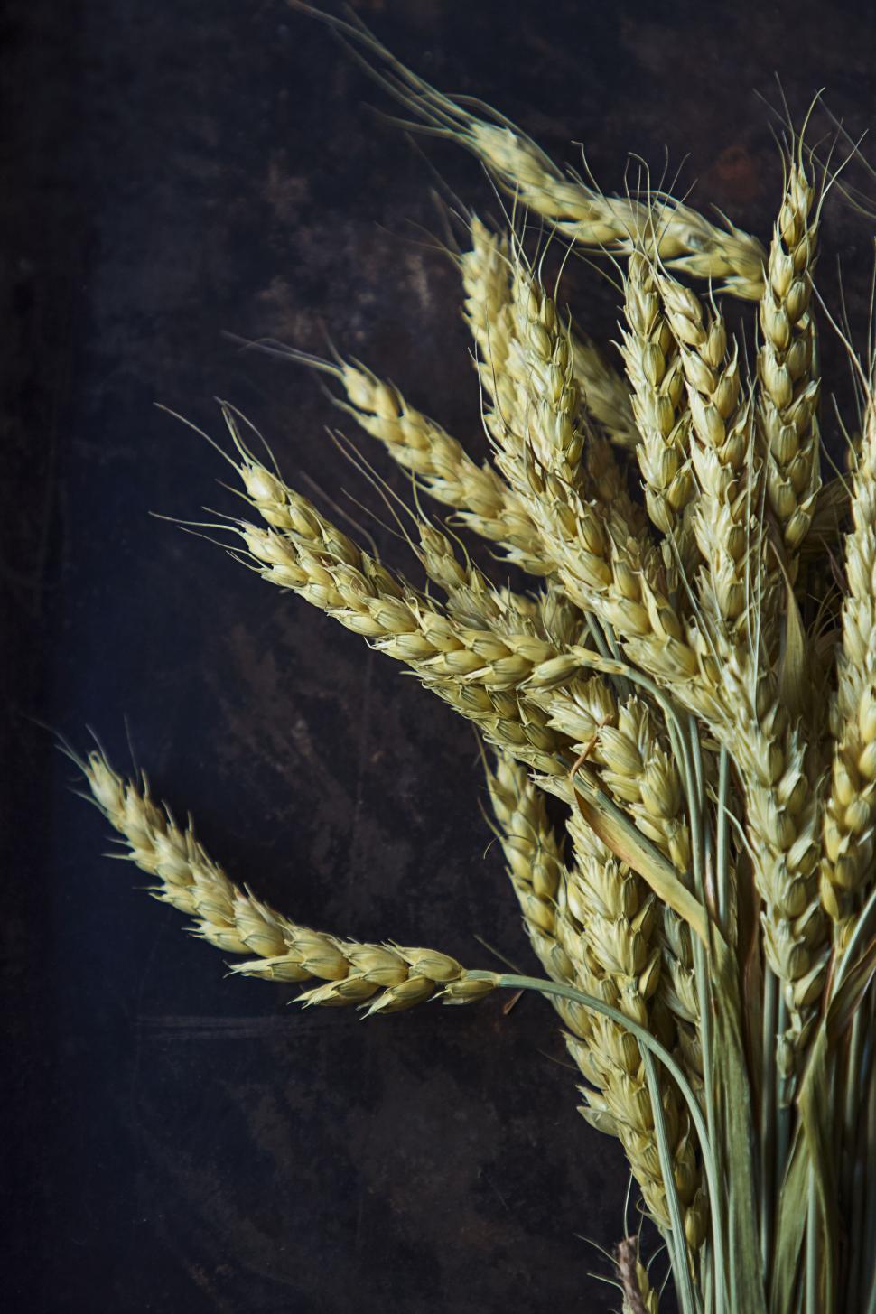 Free Stock Photo of Wheat stalks arranged artistically against dark ...