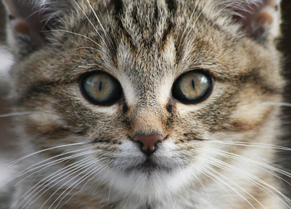 Free Stock Photo of Close-up of a cute tabby kitten staring forward ...