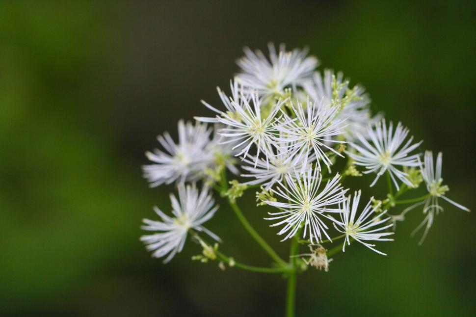 Free Stock Photo of Delicate white wildflowers blooming in green field ...