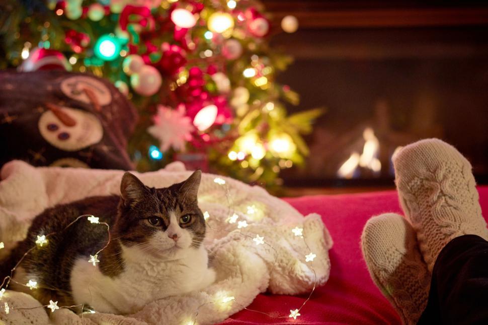 Free Stock Photo of Cozy Christmas with a cat and knit socks by the ...
