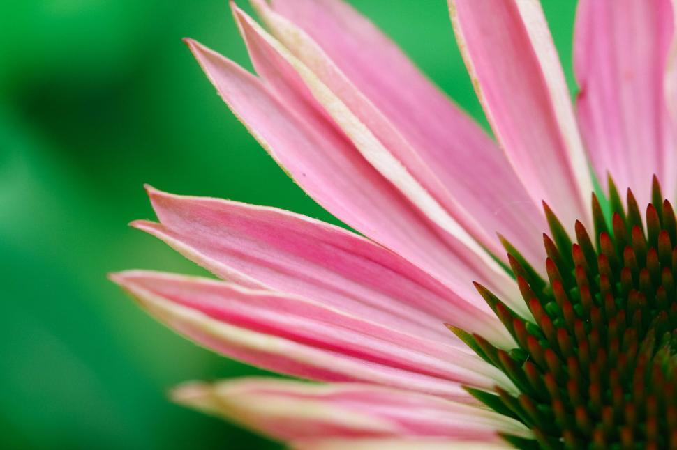 Free Stock Photo of Detailed close-up of a vibrant pink flower with ...