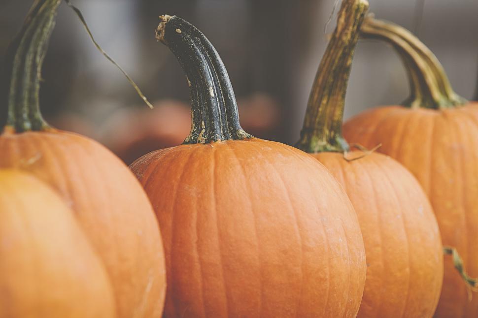 Free Stock Photo of Row of pumpkins with green stems, close-up, autumn ...