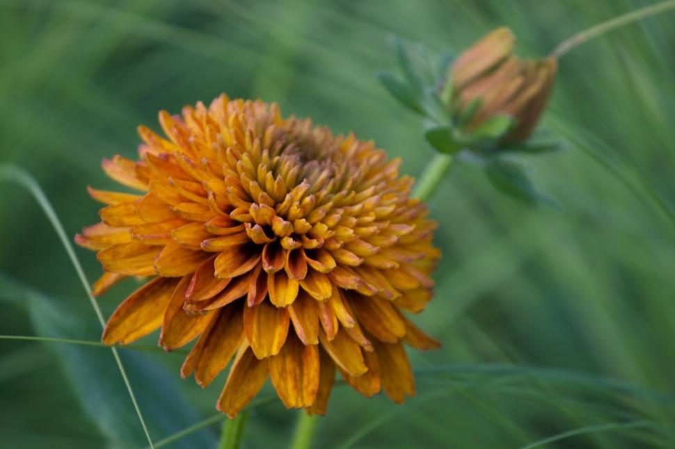 Free Stock Photo of Close-up of orange flower bloom with green ...