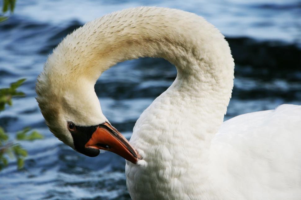 Free Stock Photo of Graceful swan arching its neck near a water body ...