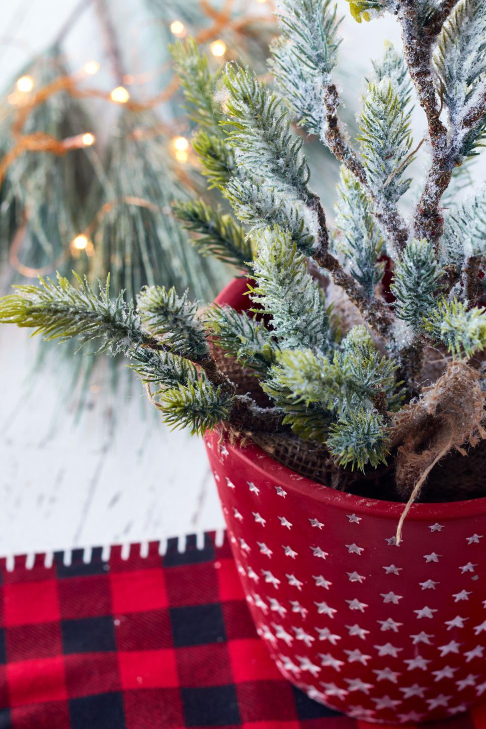Free Stock Photo of Festive decoration with tiny frosted pine tree ...