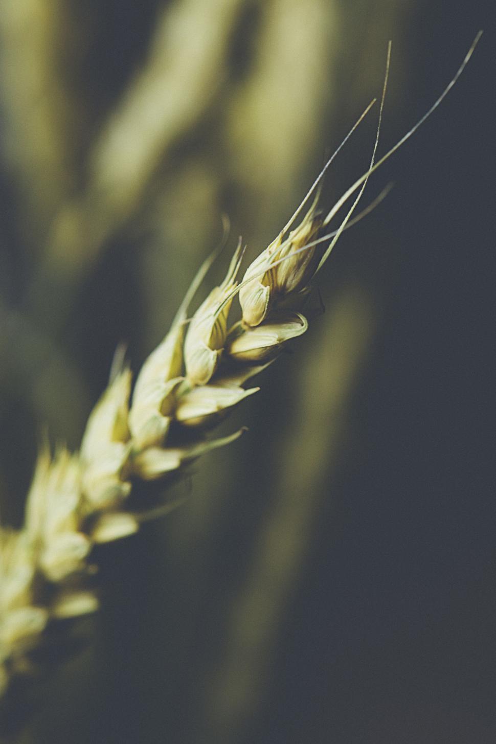 Free Stock Photo of Close-up of wheat spike with blurred background ...