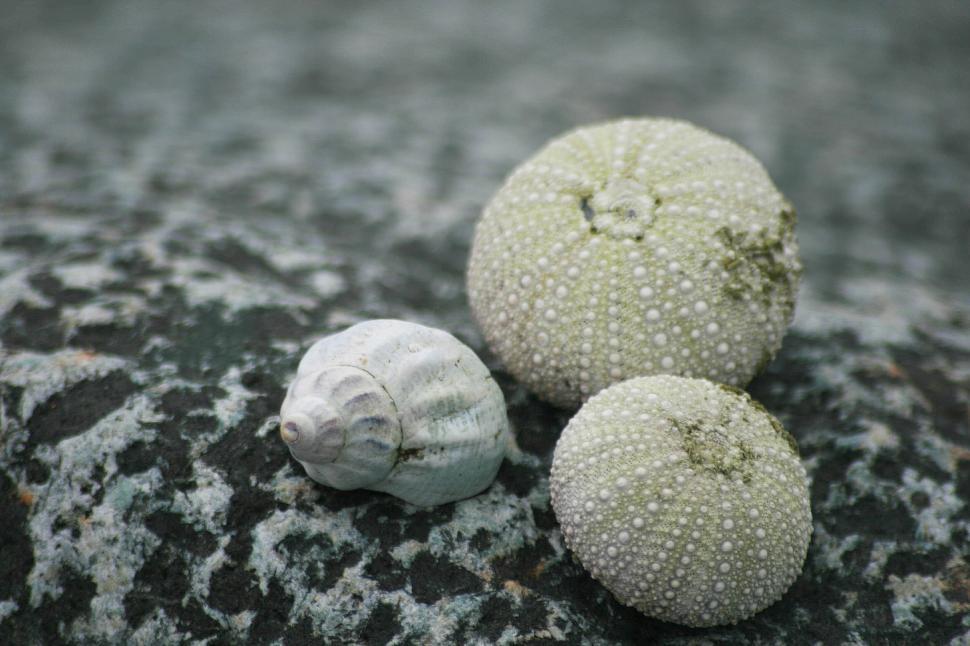 Free Stock Photo of Collection of sea urchin shells and a single ...