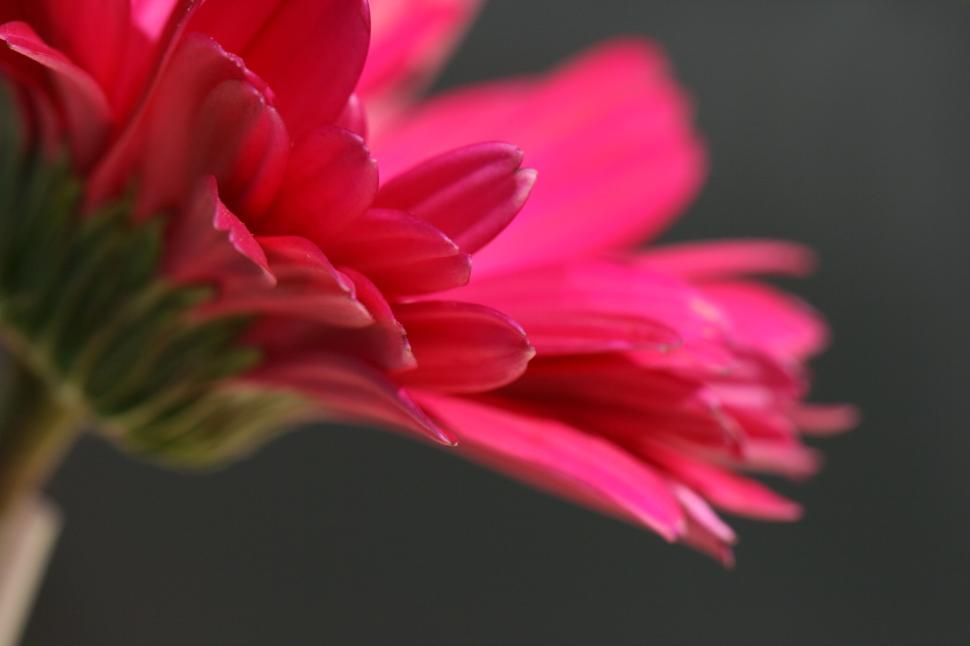 Free Stock Photo of Side view of vivid pink flower petal in shallow ...
