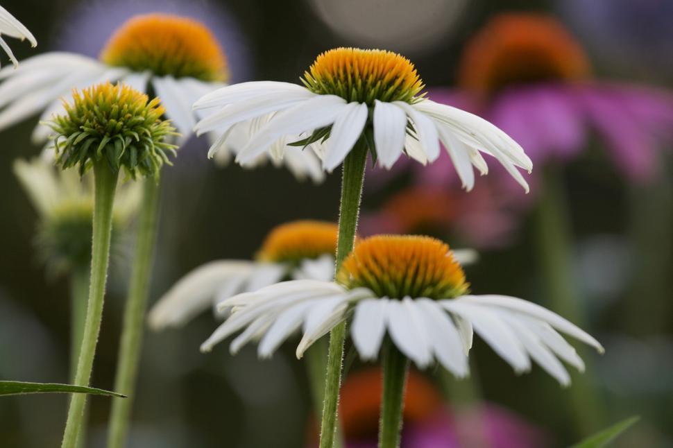 Free Stock Photo of White and orange flowers blooming in nature s ...