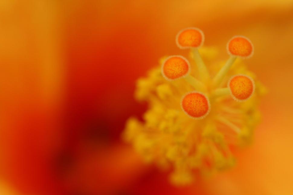 Free Stock Photo of Close-up of orange flower stamen with detailed ...
