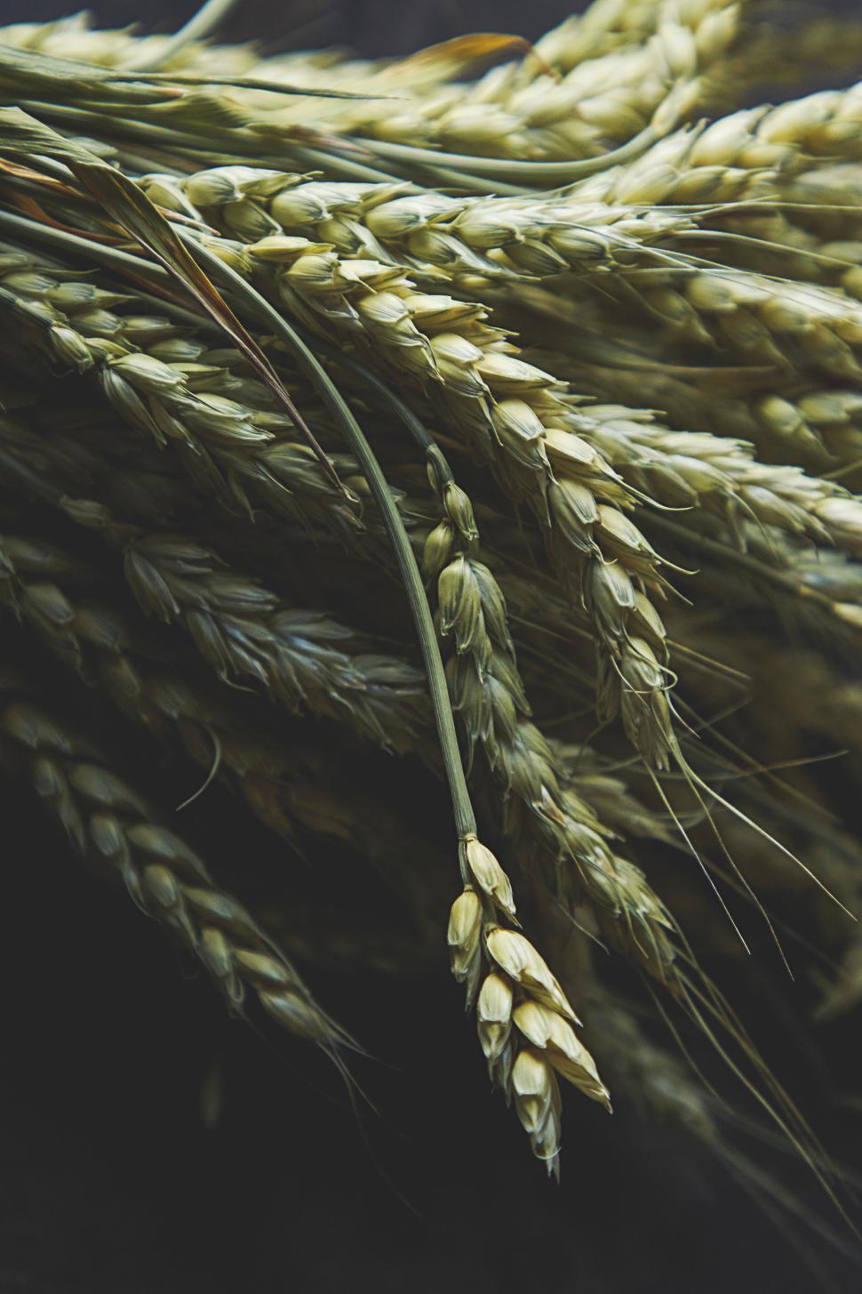 Free Stock Photo of Close-up of golden wheat stalks in agricultural ...