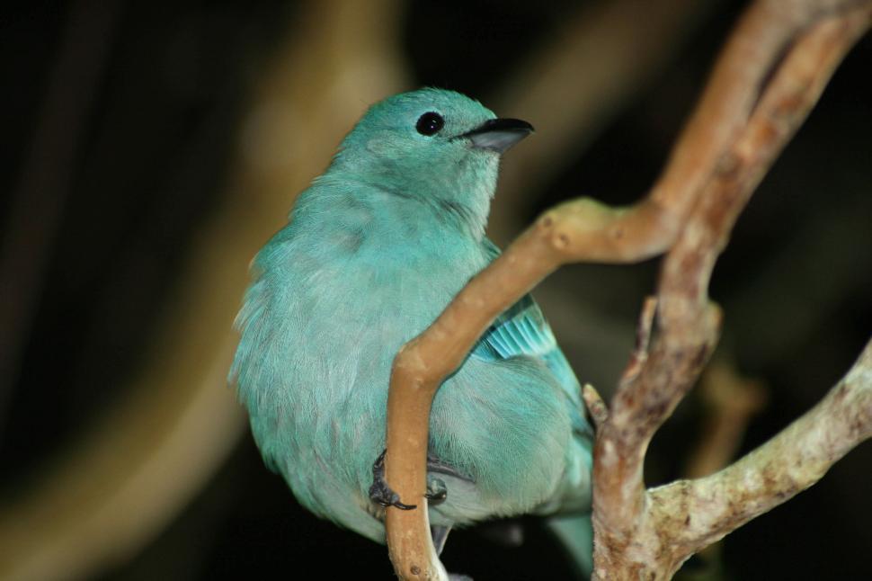 Free Stock Photo of A vibrant turquoise bird perched on a branch close ...