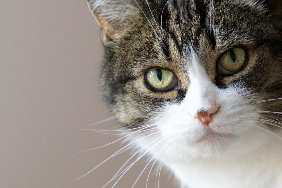 Free Stock Photo of Portrait of a cat with green eyes staring intently ...