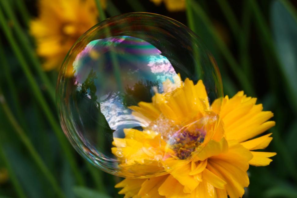Free Stock Photo of Soap Bubble Reflecting Nature Scene on Yellow ...
