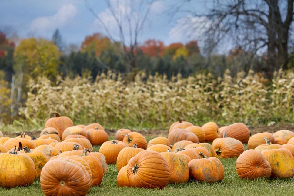 Free Stock Photo of Field full of orange pumpkins ready for harvest ...