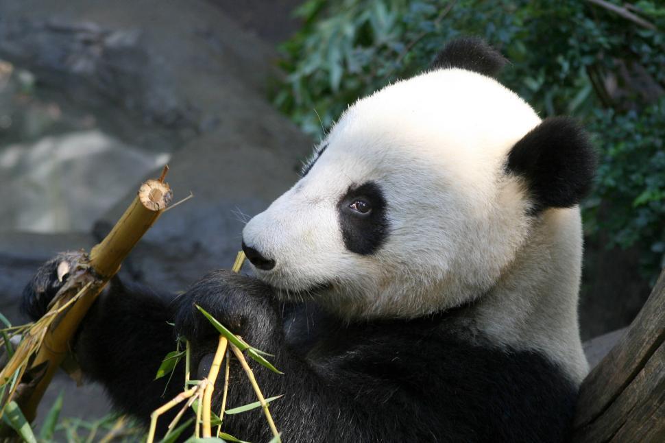 Free Stock Photo of Panda chewing bamboo in its natural habitat, zoo ...