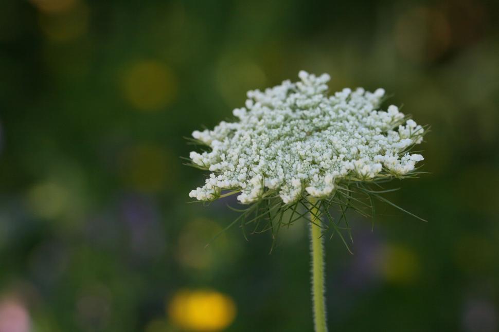Free Stock Photo of White delicate flower blooming with intricate tiny ...