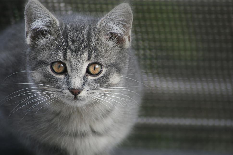 Free Stock Photo of Gray Kitten Staring Intently with Curious Eyes ...
