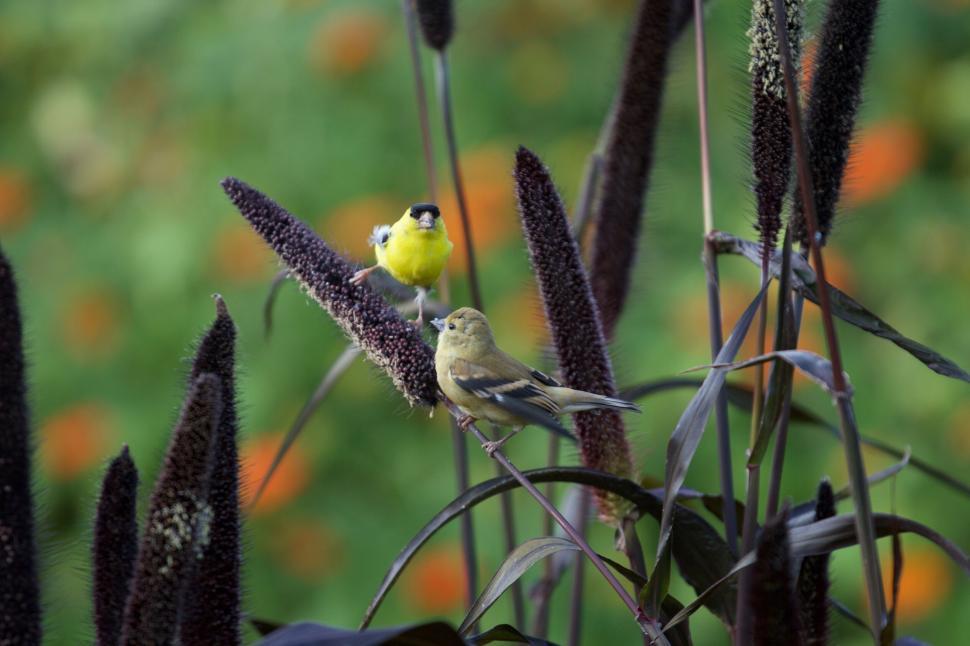 Free Stock Photo of Two Birds Perched on Stalks in Vibrant Outdoor ...
