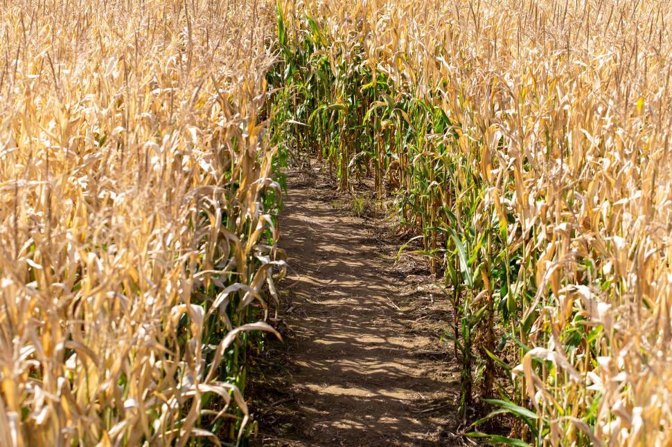 Free Stock Photo of Pathway through a corn maize field under bright ...