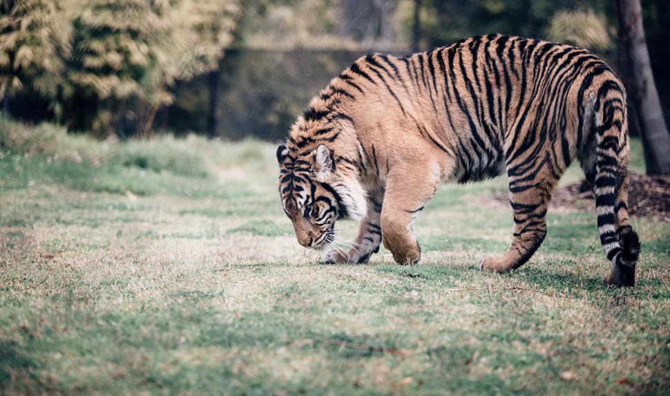 Free Stock Photo of Focused tiger prowls on grass in natural enclosure ...
