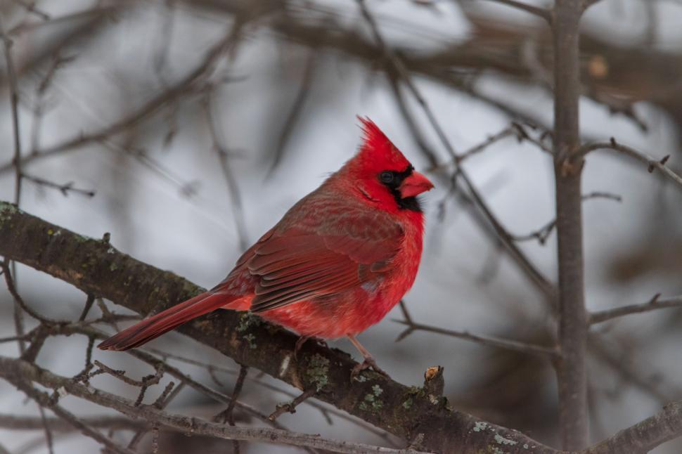 Free Stock Photo of Bright red Northern Cardinal perched on a tree ...