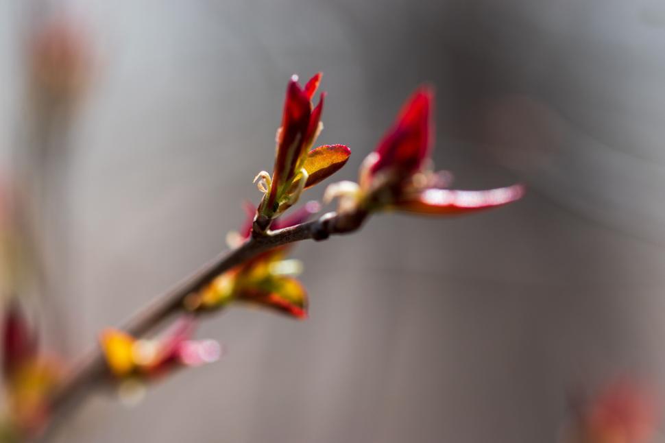Free Stock Photo of Fresh red buds on a branch signaling the start of ...