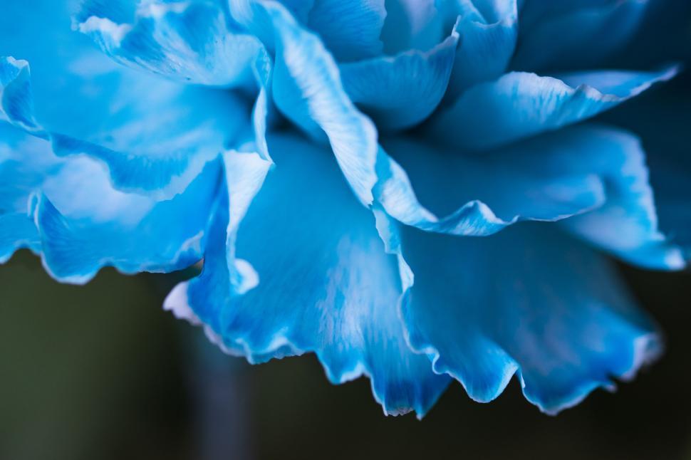 Free Stock Photo of Close-up of vibrant blue flower petals in bloom ...