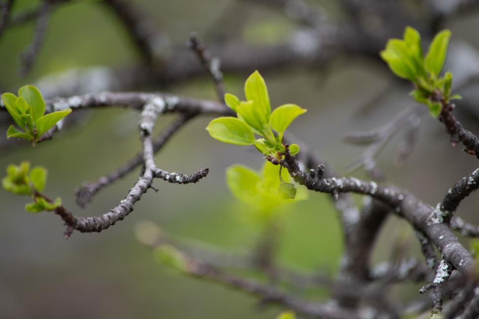 Free Stock Photo of Young leaves sprouting from twisted tree branches ...