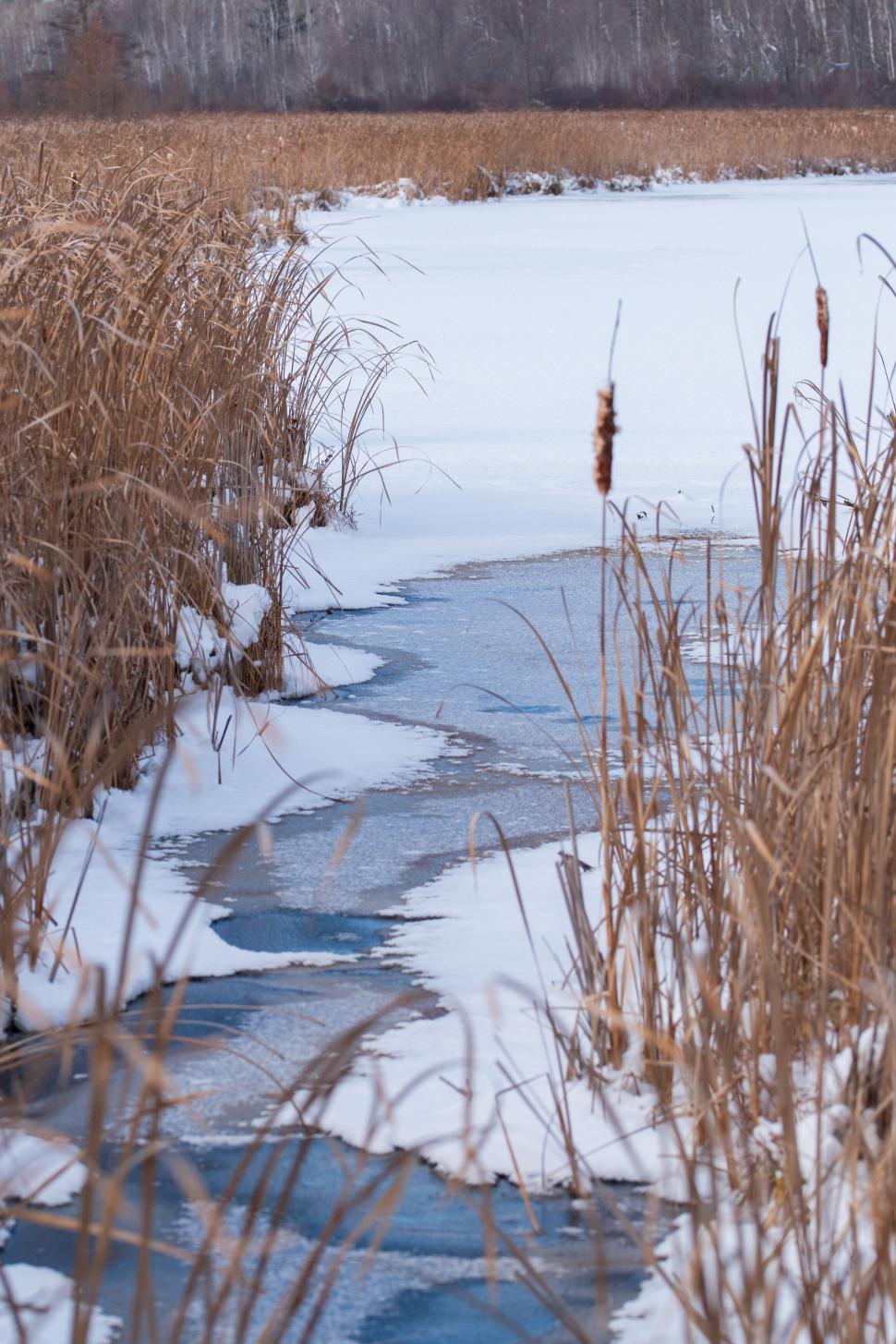 Free Stock Photo of Frozen lake partially covered with snow and reeds ...