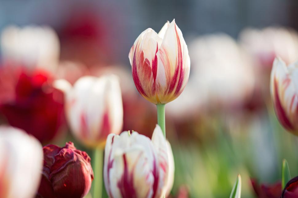 Free Stock Photo of White tulip standing out among red tulips in garden ...