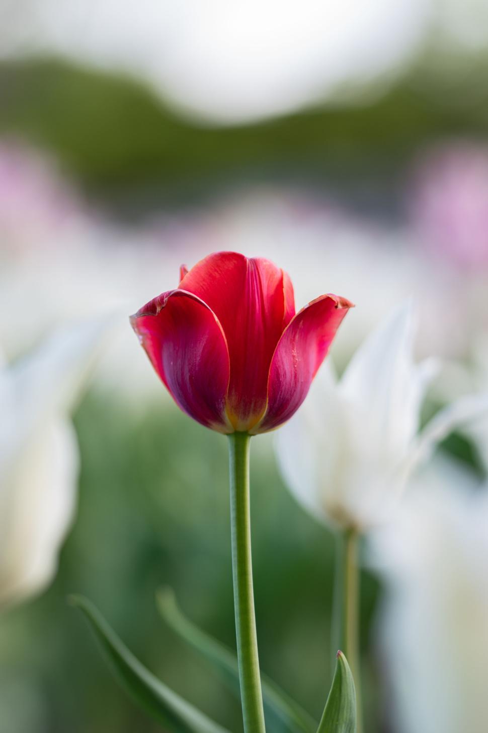 Free Stock Photo of Single red tulip blooming among white flowers in ...