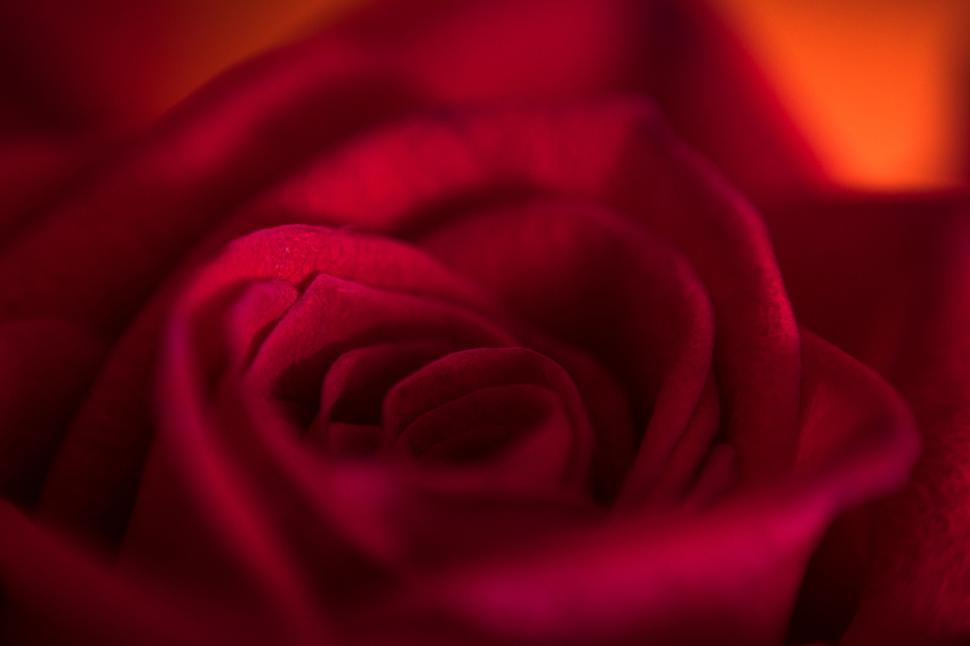 Free Stock Photo of Close-up of a deep red rose flower in soft focus ...