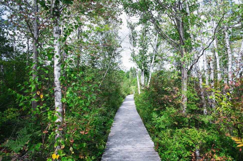 Free Stock Photo of Lush green forest trail with birch trees and path ...