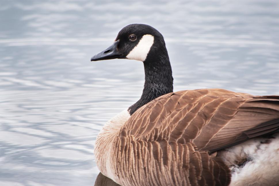 Free Stock Photo of Close-up of a Canadian goose floating on rippled ...