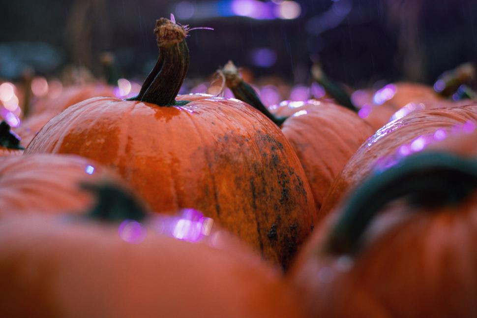 Free Stock Photo of Close-up of wet pumpkins with stems in soft focus ...