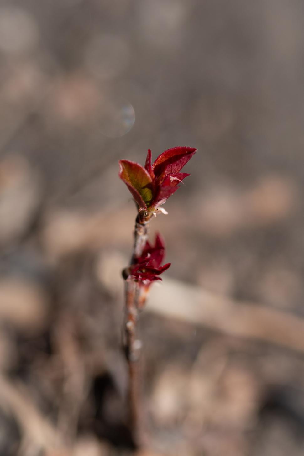 Free Stock Photo of Emerging red leaves on a budding plant in early ...