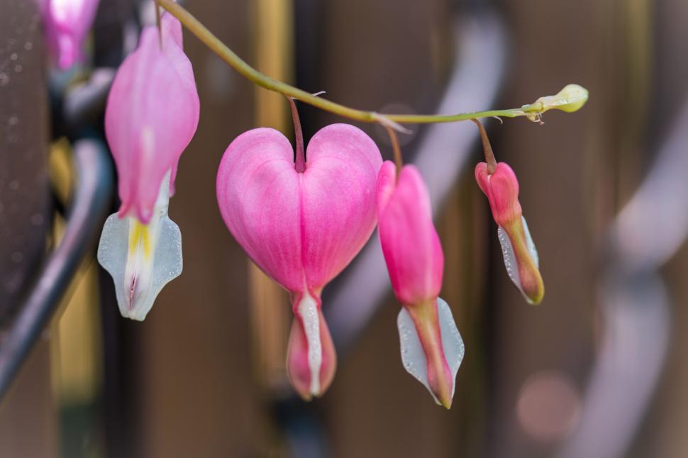 Free Stock Photo of Pink heart-shaped bleeding heart flowers on a ...