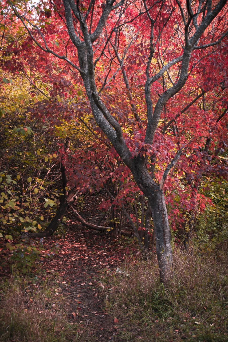 Free Stock Photo of Autumn forest path with vibrant red foliage ...