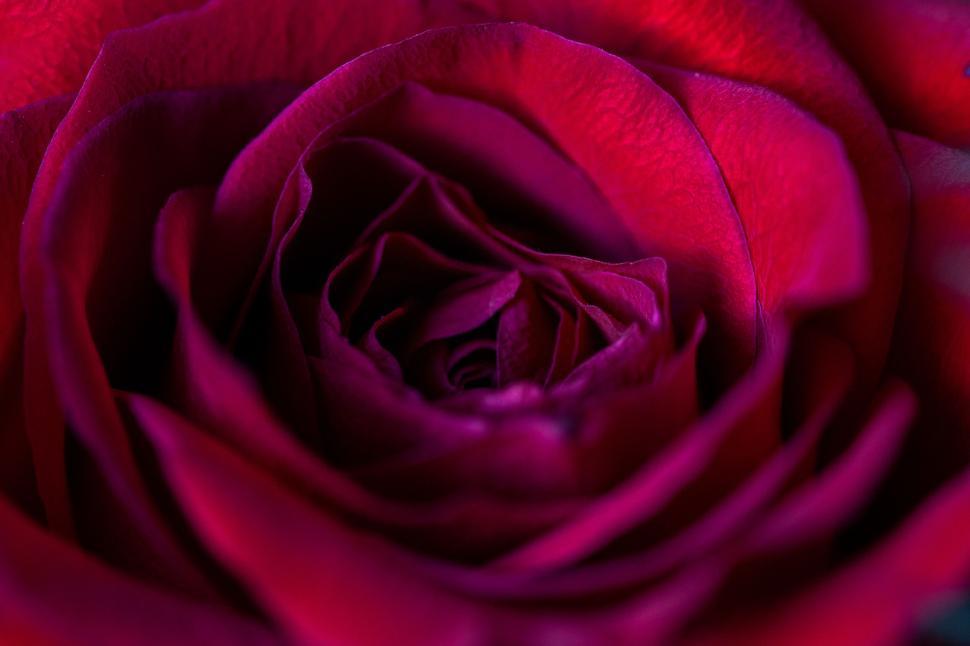 Free Stock Photo of Close-up of a vibrant, deep red rose in full bloom ...