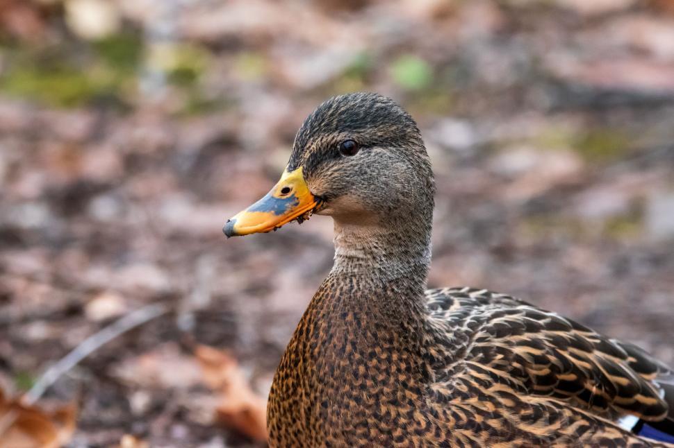 Free Stock Photo of Duck with intricate feather pattern in natural ...
