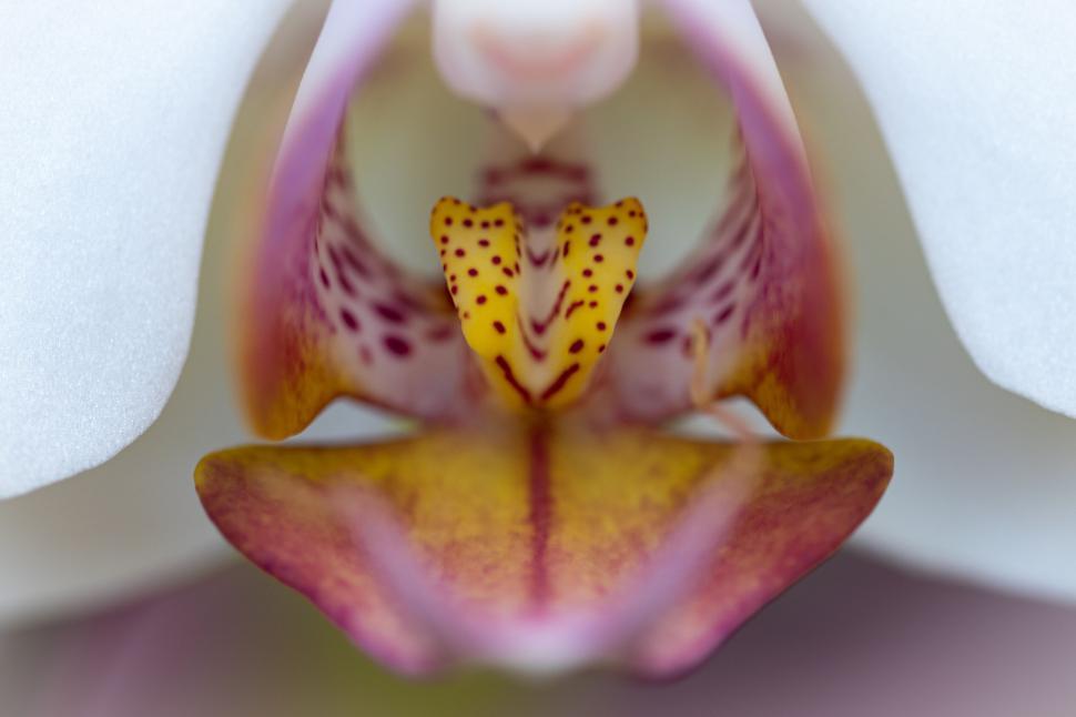 Free Stock Photo of Close-up macro shot of a colorful and exotic orchid ...