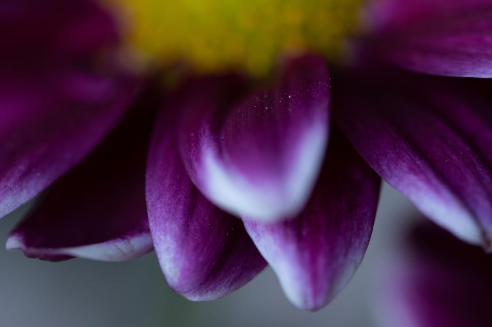Free Stock Photo of Macro view of purple flower petal details close-up ...