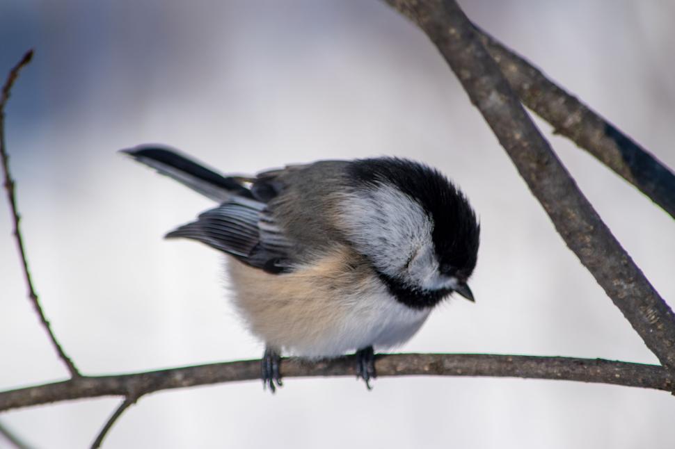 Free Stock Photo of Close-up of small bird perched on a tree branch ...