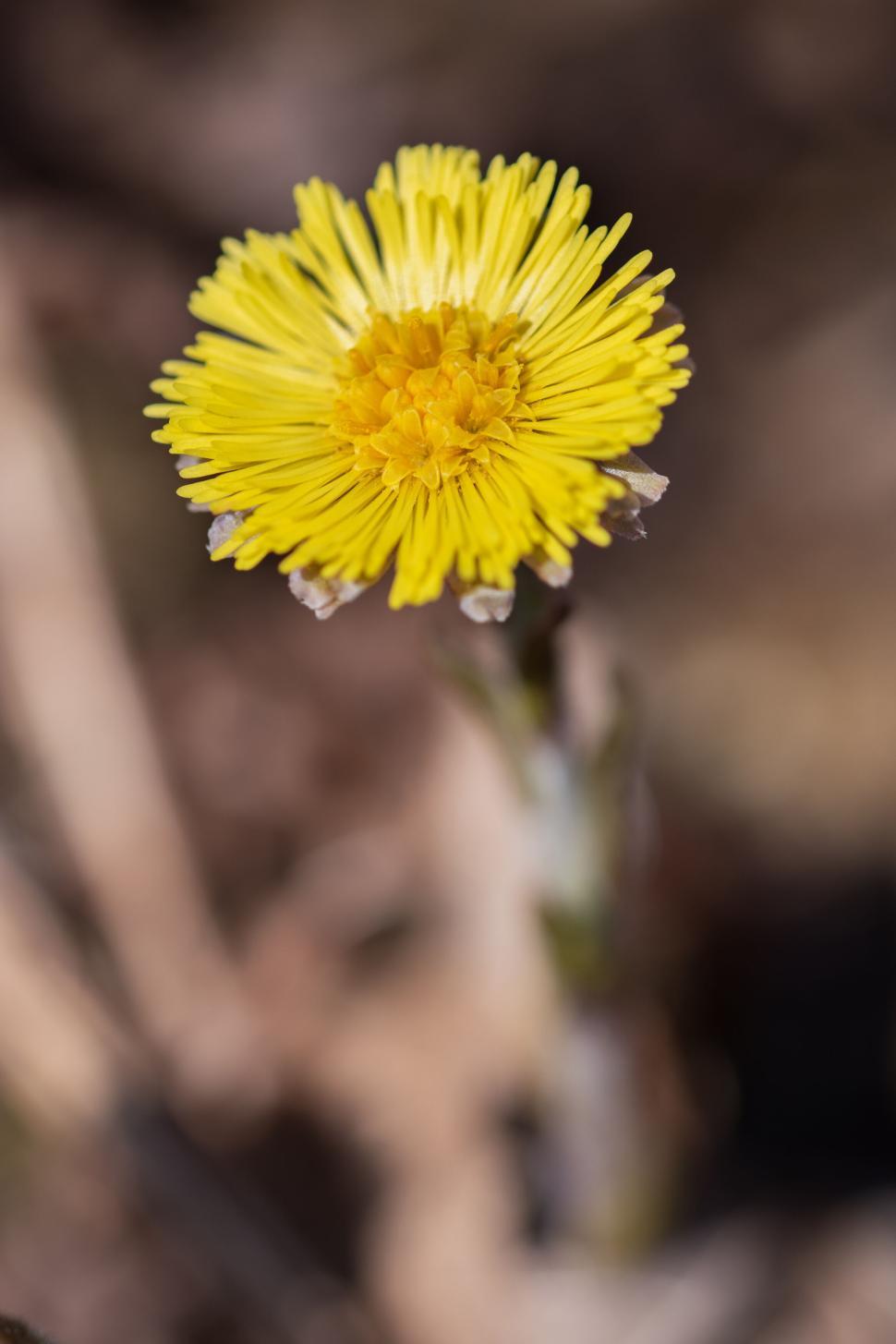 Free Stock Photo of Bright yellow dandelion flower in a natural setting ...
