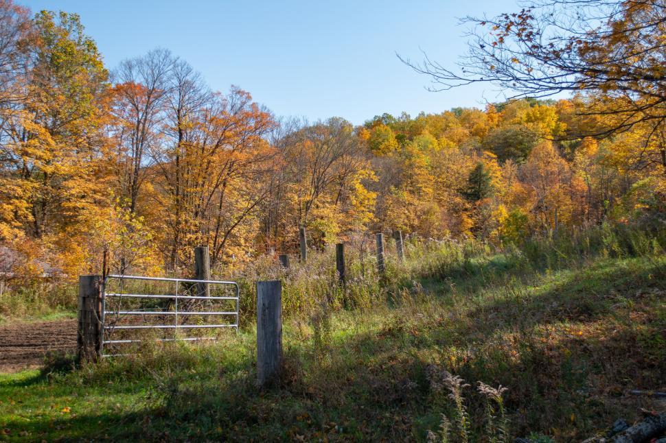 Free Stock Photo of Autumn foliage with vibrant yellow, orange, and red ...
